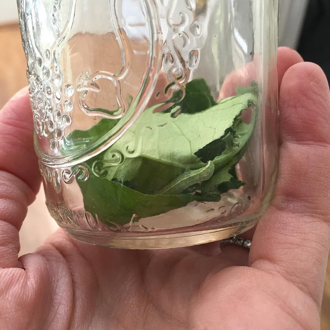 Danielle’s Digest: Week of 4/24/16 | Against All Grain - Delectable ...