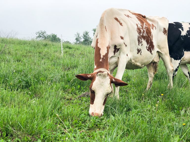 Guide to Grass-fed | Against All Grain - Delectable paleo recipes to ...